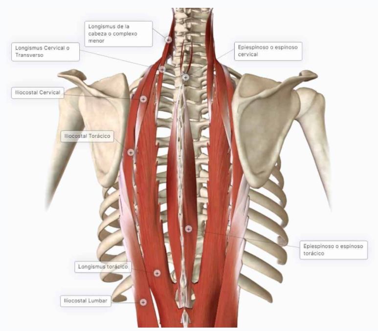 Desafío Total Core – Día 4 – Diana Bustamante Online